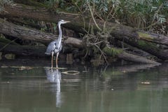 Blue Jay Bird Flying Sequence Royalty Free Stock Image - Image: 36384716