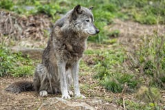 Gray Wolf Looking at You stock image. Image of fierce - 2237815