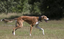 Tan Greyhound stock photo. Image of field, walk, canine - 13318966