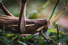 Grilo Gigante Stock Images - Download 223 Photos