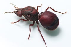 Große Ameise mit Flügeln stockbild. Bild von ameise, wissenschaft - 5658341