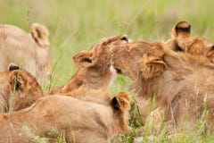 Lion Grooming A Lioness Stock Images - Image: 10862614