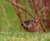Young Groundhog - Sleeping stock photo. Image of animal - 2608830