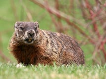 Young Groundhog - Sleeping stock photo. Image of animal - 2608830