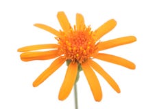 Giant Groundsels Stock Image - Image: 9036741