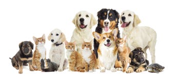 Group Pets Together Stock Images - Download 1,636 Royalty Free Photos