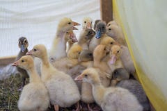 Baby Ducks Stock Photos - Royalty Free Stock Images