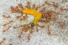 Ant Eating Worm Stock Image - Image: 26231191