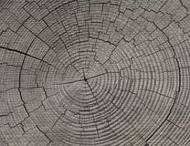 Growth Rings On A Log Royalty Free Stock Images - Image: 120099