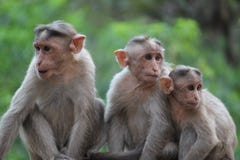 Scimmie Stock Photos - 24,235 Images