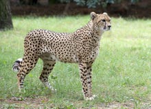 Cheetah: la vida del animal más veloz del planeta