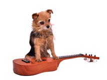 Dog Playing Musical Instrument Stock Photos, Images, & Pictures - 126 ...