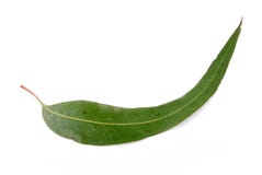 53+ Gum leaf Free Stock Photos - StockFreeImages