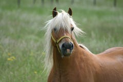 Haflinger horse II stock image. Image of meadow, brown - 165701