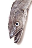 Hake Fish Head Stock Images - 125 Photos