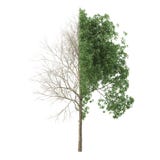 Half Tree Stock Illustrations – 2,825 Half Tree Stock Illustrations ...