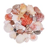 Handful Of Seashells - Fiji - South Pacific Stock Photo - Image: 38924629