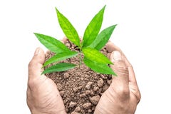 Hands Holding Small Tree Royalty Free Stock Photography - Image: 3012827