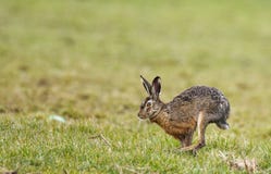 Running Hare Stock Photos, Images, & Pictures - 332 Images