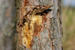 Hars Op De Boom Stock Afbeelding - Afbeelding: 8496421