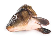 Carp Head Royalty Free Stock Image - Image: 7864536