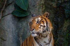 Tiger head stock photo. Image of animal, tiger, wildlife - 4283808