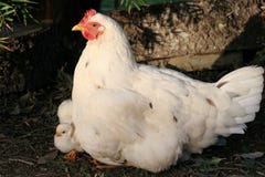 Mother Hen With Her Chickens Stock Photo - Image of bird, chicken: 16740824