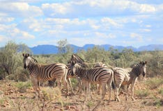 Zebra pack stock image. Image of horse, clouds, group, grass - 115437