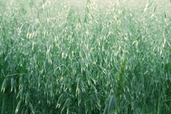 Het Groene Havergras Groeien Op Het Gebied Stock Afbeelding ...