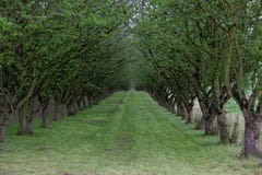 Van hazelnootboom stock afbeelding. Afbeelding bestaande uit hazelnoot ...