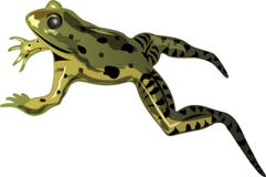 Springende Kikker Stock Foto - Afbeelding: 316340