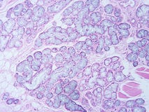 Histology Of Human Muscle Tendon Connection Tissue Stock Photo - Image ...