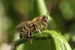 Einstein Bee stock illustration. Illustration of cartoon - 57405453