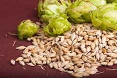 Malt And Hop Leaves Royalty Free Stock Photos - Image: 19029108