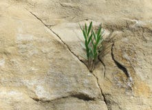 Small Plant Breaking Through A Rock Stock Photo - Image of rock, tree ...