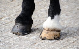 Horse hooves stock photo. Image of wild, shoe, animal - 17974870