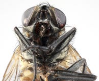 HouseFly Magnification stock photo. Image of domestica - 36305518