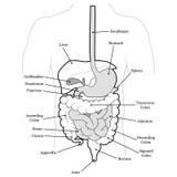 Digestive system stock illustration. Illustration of healthy - 42136895