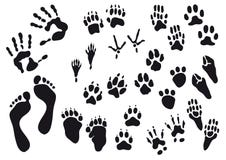 Animal Limb With Primate And Tiger Hairy Paw Vector Set Illustration ...