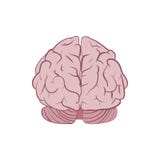 Anatomy Brain - Back View Isolated Stock Illustration - Illustration of ...