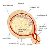 New Life, 2D Echo Royalty Free Stock Photo - Image: 184225