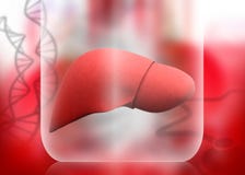 Liver, Medical Wallpaper Stock Photo - Image: 29936840