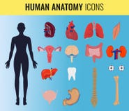 Human organ anatomy set stock vector. Illustration of biology - 59250579
