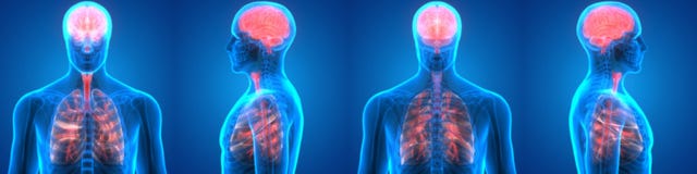 Human Organs Lungs And Brain With Nervous System Anatomy Stock ...