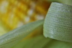 Corn Husk stock photo. Image of background, texture, closeup - 15375710