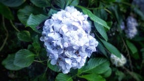 Blue hydrangea flower stock photo. Image of botanic, flower - 20639600