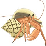 Bernard Hermite Stock Illustrations, Vecteurs, & Clipart – (159 Stock ...