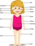 Girl Body Parts Royalty Free Stock Photography - Image: 25932477