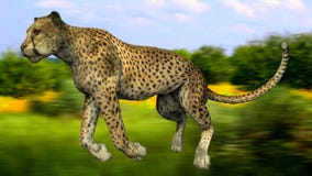 Cheetah Royalty Free Stock Image - Image: 7907046