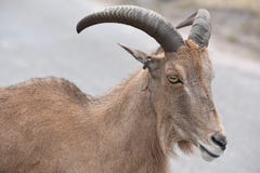 Staring goat stock photo. Image of holland, portrait - 40808420